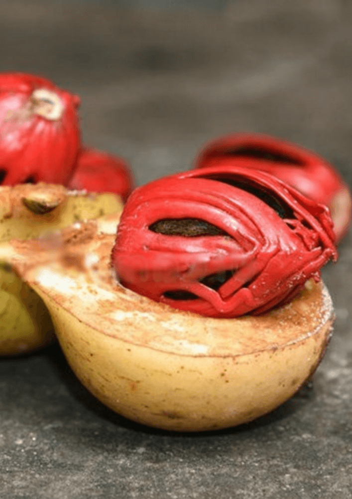 Ucuúba - 100% Amazônia